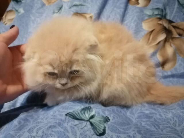 Шотландский Хайленд Фолд Котик
