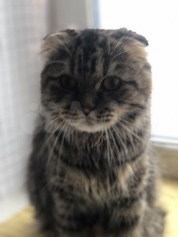 Молоденькая кошечка ищет настоящий дом