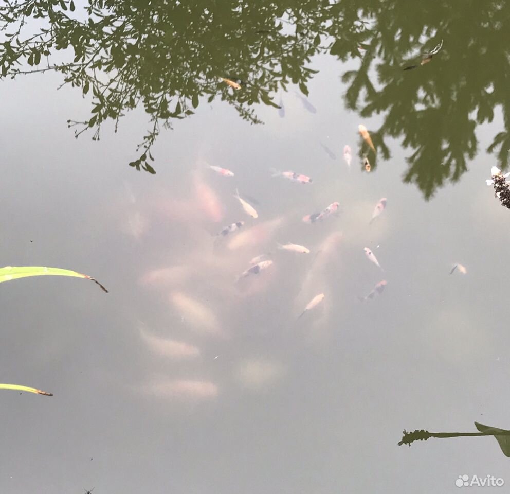 Мальки Кометы разного возраста