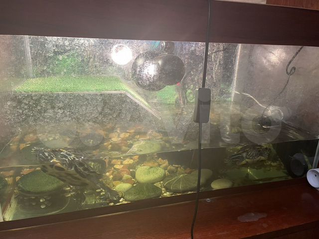 Продам двух красноухих черепах с аквариумом