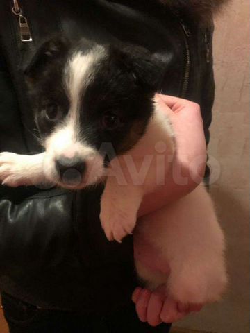 Щенок шпиц с чихуахуа