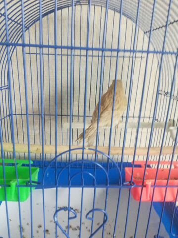 Самка Канарейка белая