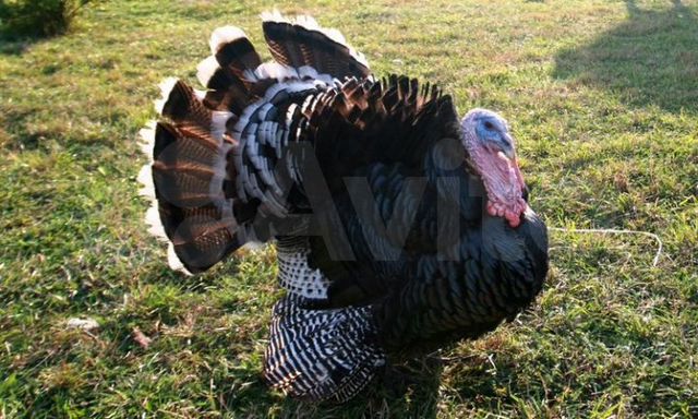 Индейка Бронза-708