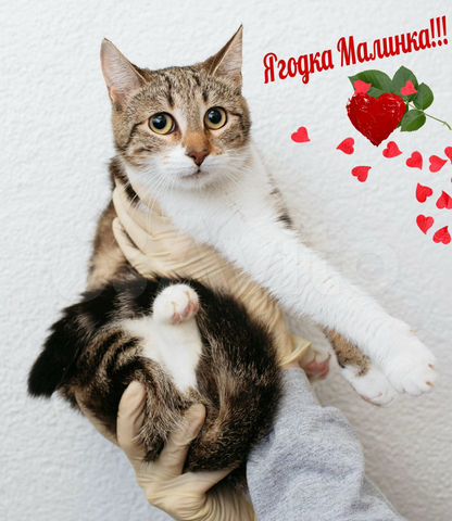 Кошка Малинка