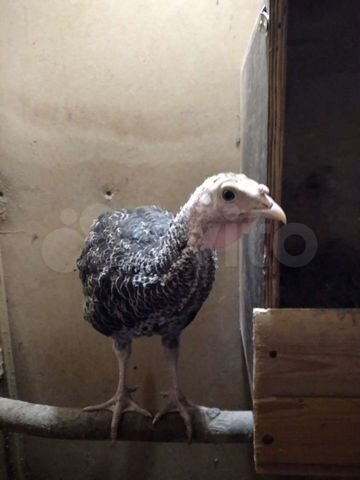 Индюшата 2 месяца