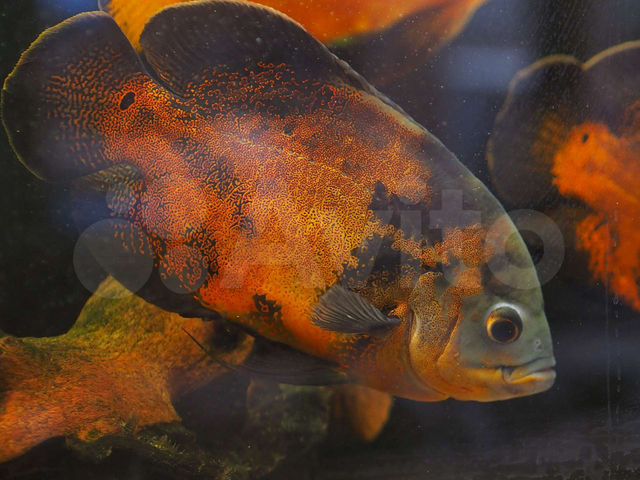 Астронотусы