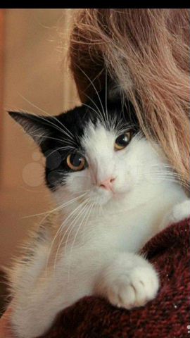 В добрые руки