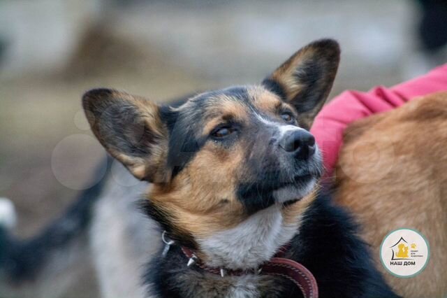 Красавица Лея