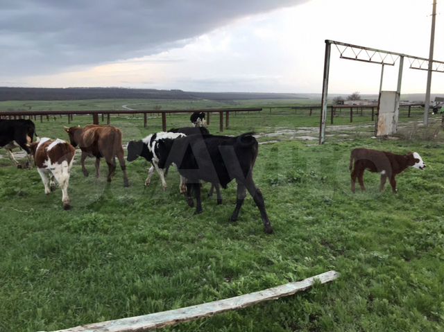 Бычек телка