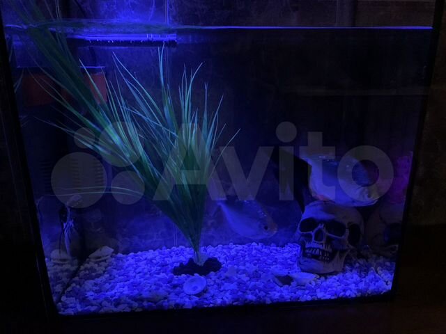 Аквариум с пираньями