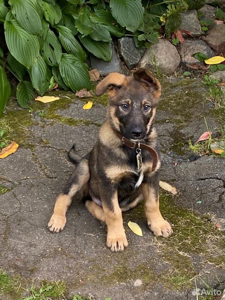 Собака в ответственные руки