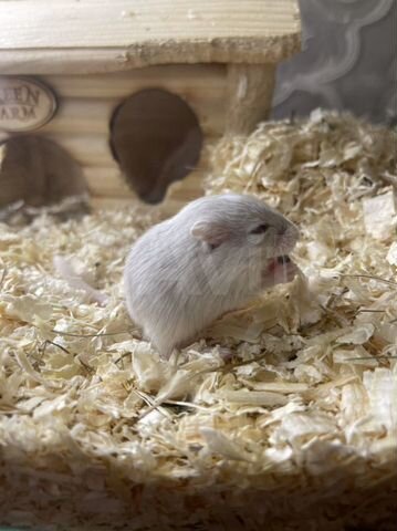 Песчанка из питомника